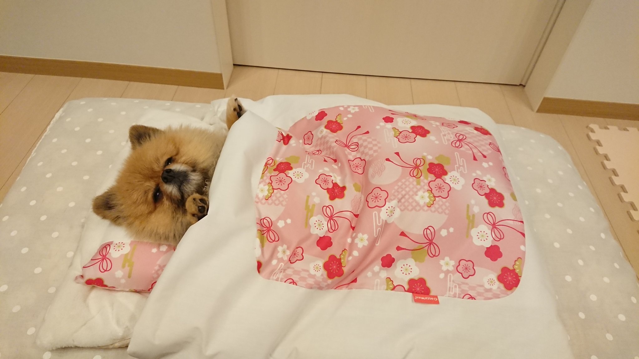 Futon-loving Pomeranian shows us how to spend winter Japanese-style ...