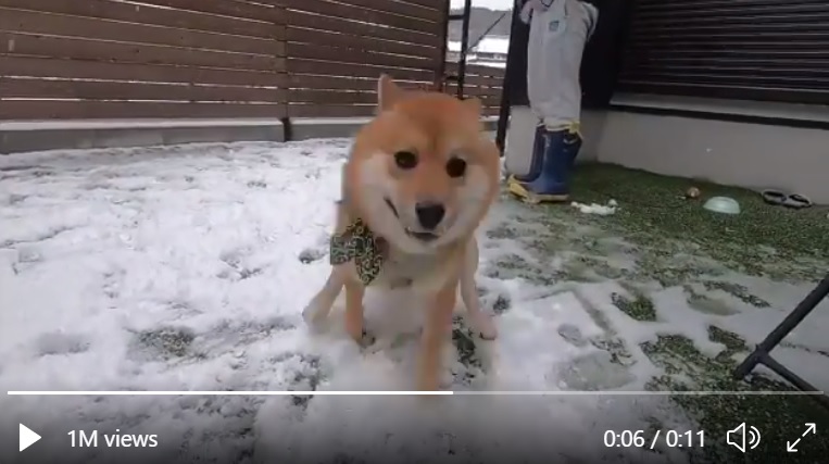 Adorable Japanese Shiba Inu dog looks like he’s trying out for a part ...
