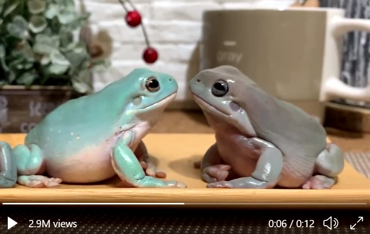 Wanting a frog, man gets too many praying animals from capsule machine ...