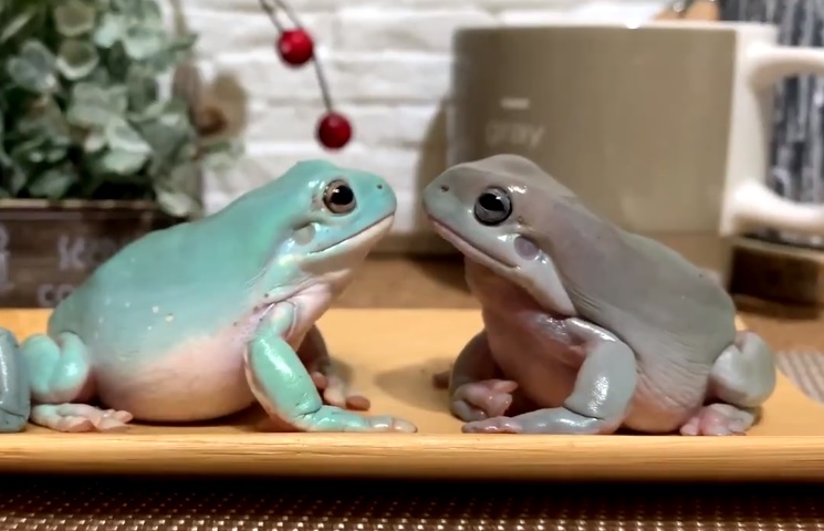 Japan’s most cold-blooded frog breaks romantic mood in a hilarious way ...