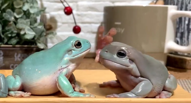 Japan’s most cold-blooded frog breaks romantic mood in a hilarious way ...