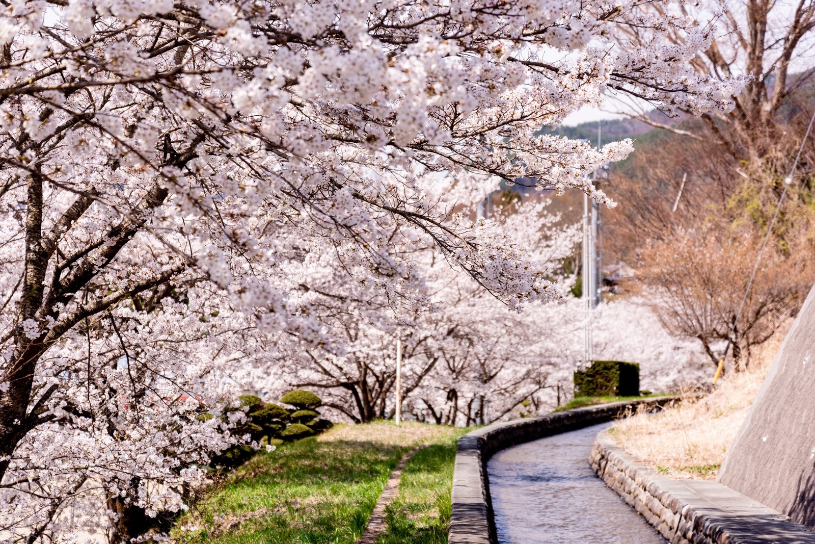 Updated cherry blossom forecast has sakura reaching full bloom earlier ...