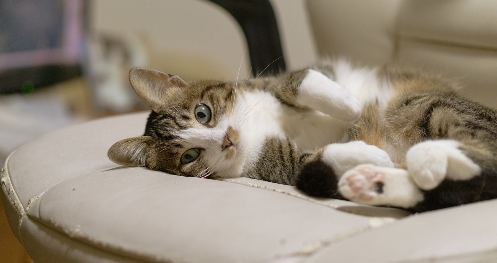 Tokyo cat shelter and coworking space lets you be productive with cats ...