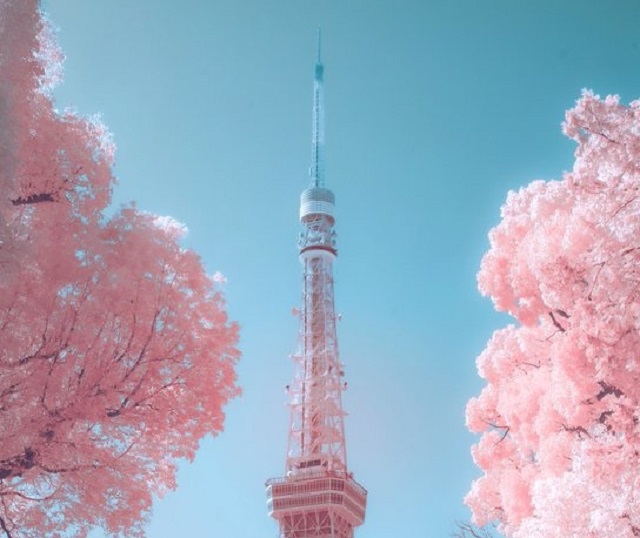 These amazing, ultra-pink photos of Tokyo are NOT of cherry blossom ...