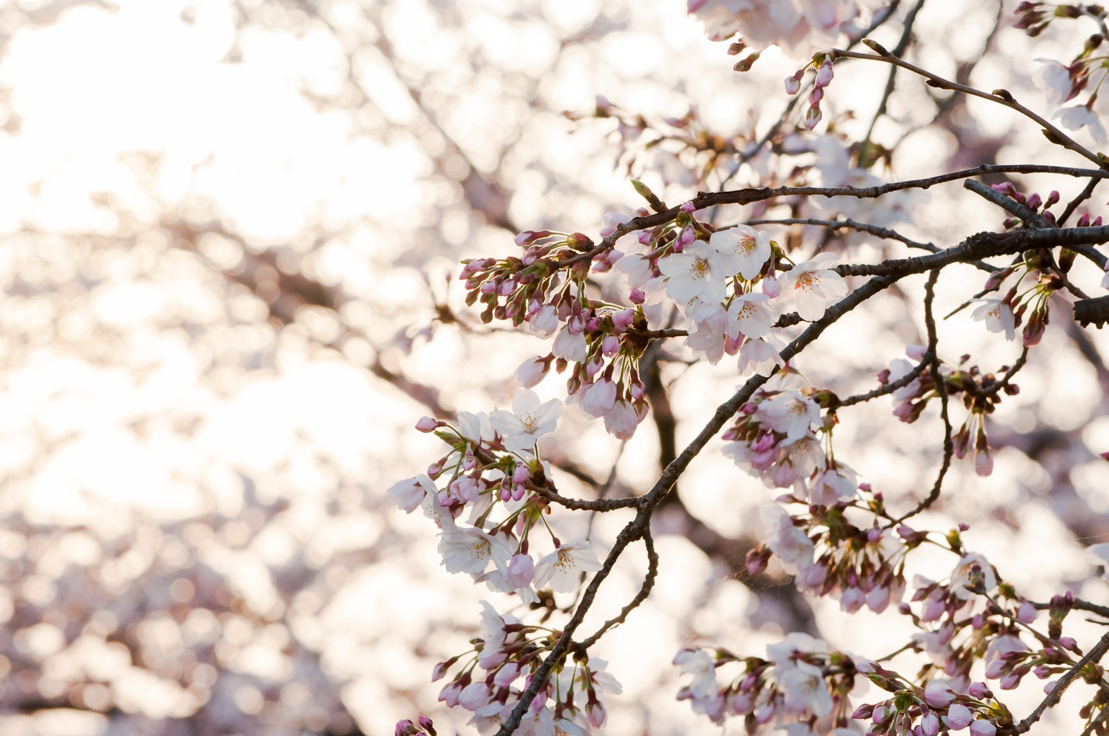 Sakura season officially declared in Tokyo, earliest start to hanami on ...