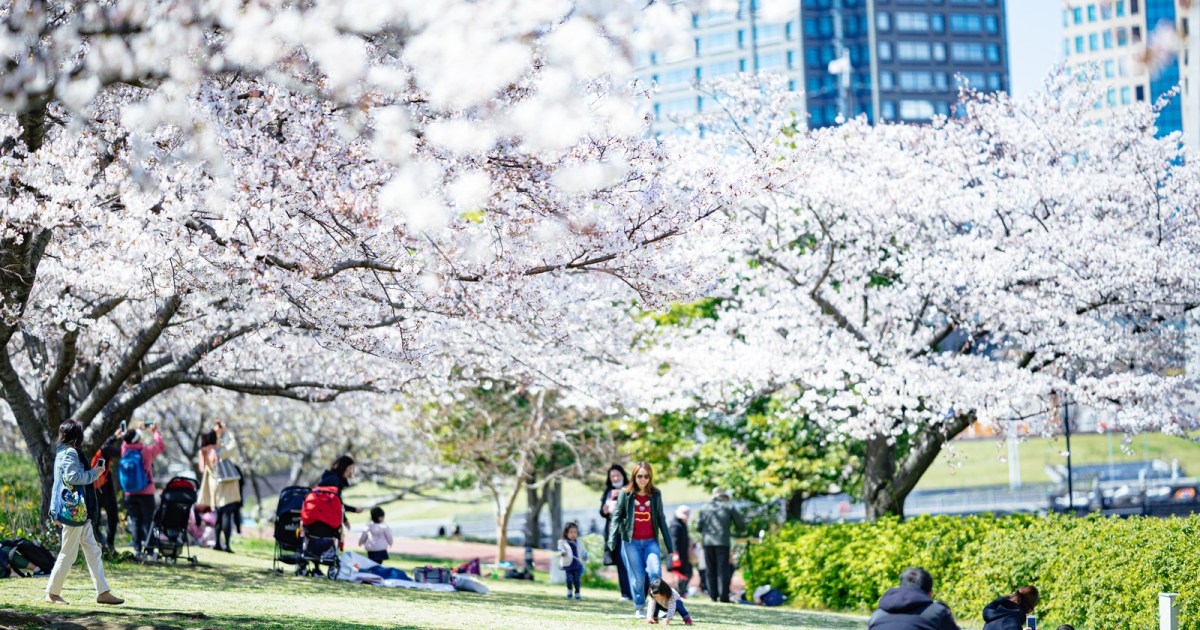 Sakura season officially declared in Tokyo, earliest start to hanami on ...