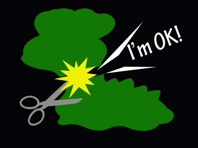 Japanese sea slugs found to remove their own heads and grow new bodies ...