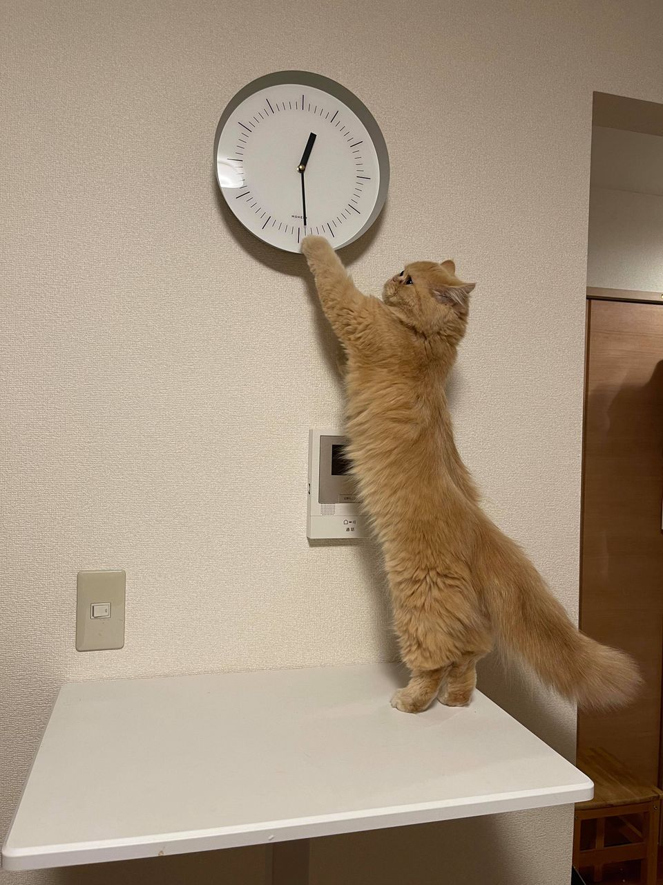 Japanese Twitter’s latest feline celebrity proves that cats will ...