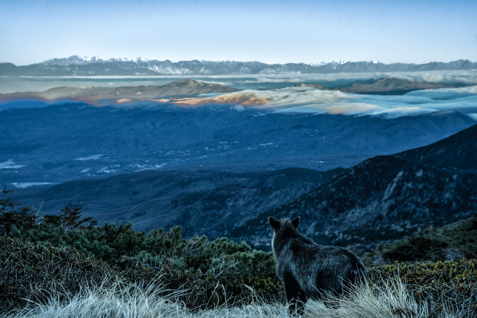 “Four-eyed” goat sighting spooks Miyagi senior | SoraNews24 -Japan News-