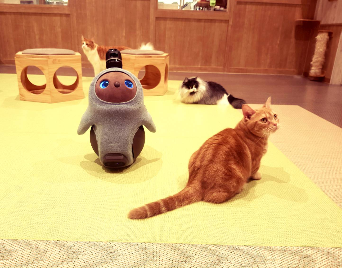 Now you can cuddle both cats and lovable robots at new Lovot store in a ...