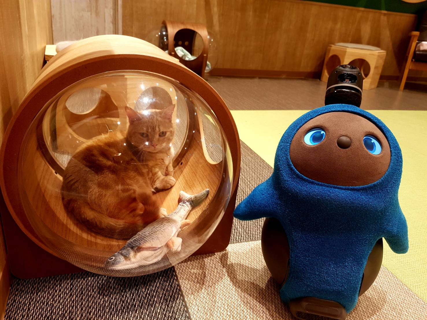 Now you can cuddle both cats and lovable robots at new Lovot store in a ...