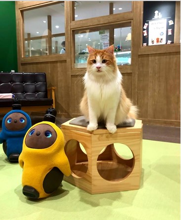 Now you can cuddle both cats and lovable robots at new Lovot store in a ...