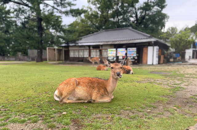 Nara’s “deer cookie” rice crackers get their first price increase in 28 ...
