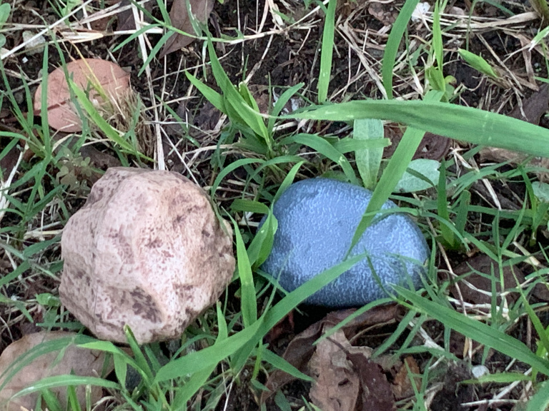 Japan’s newest weird capsule toys are…super realistic capsule rocks ...