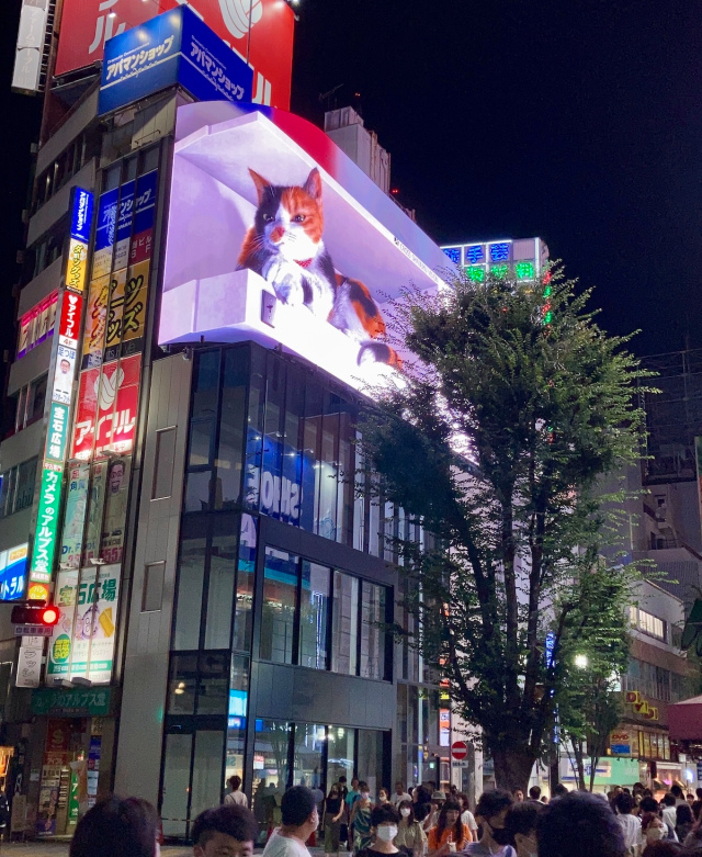 The best time to see Shinjuku’s giant new 3-D cat | SoraNews24 —Japan News—