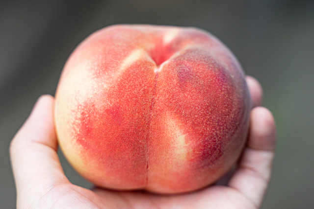 Fukushima peaches: Worthy of the praise given to them by foreign ...