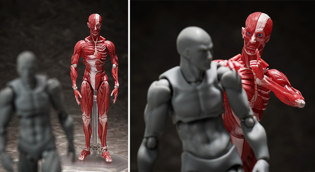 Figma creates realistic action figure of the inner human anatomy that’s ...