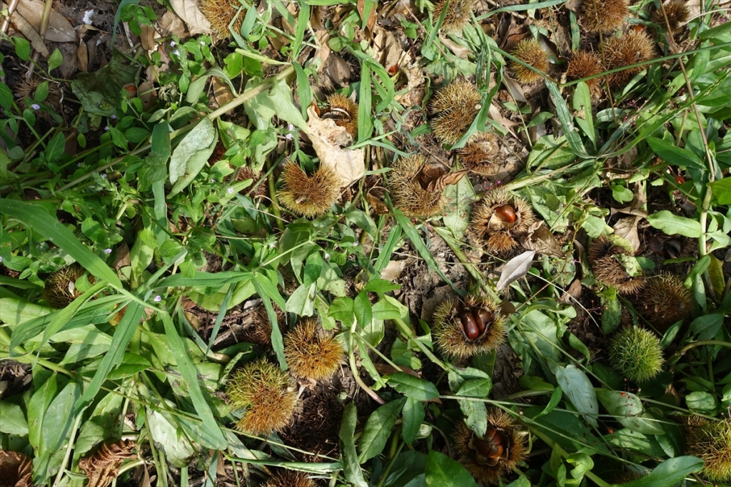 We made Japanese sweet chestnut paste and learned the hard way that it ...