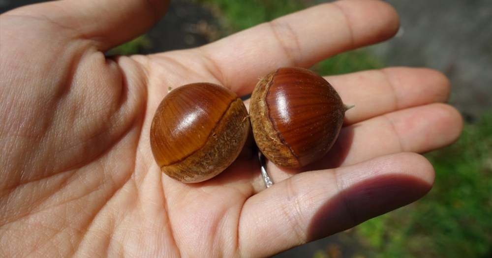 We made Japanese sweet chestnut paste and learned the hard way that it ...