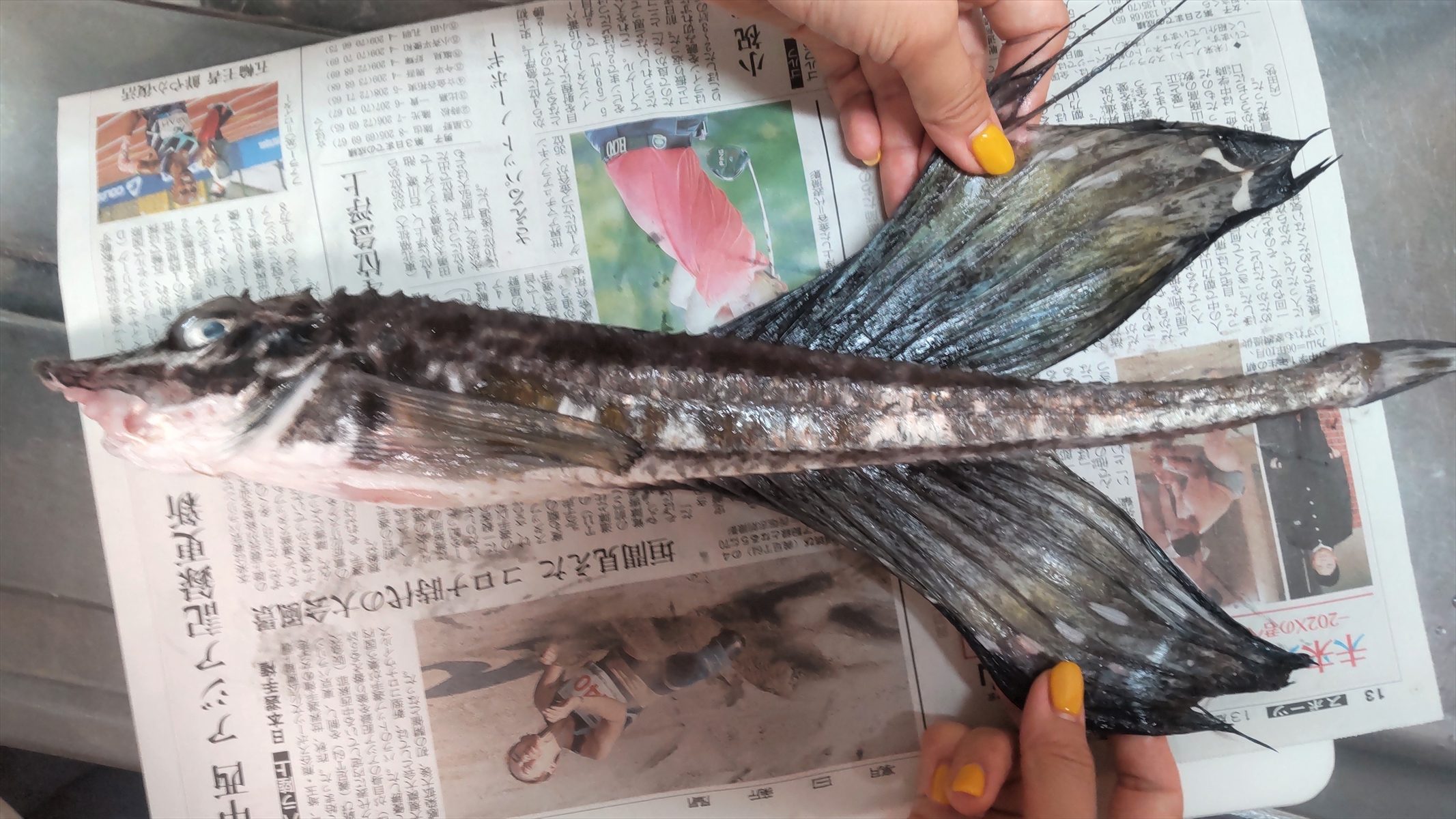 Let’s make sashimi with…whatever in God’s name this thing is ...