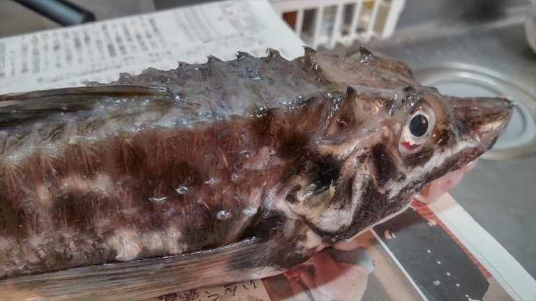 Let’s make sashimi with…whatever in God’s name this thing is ...