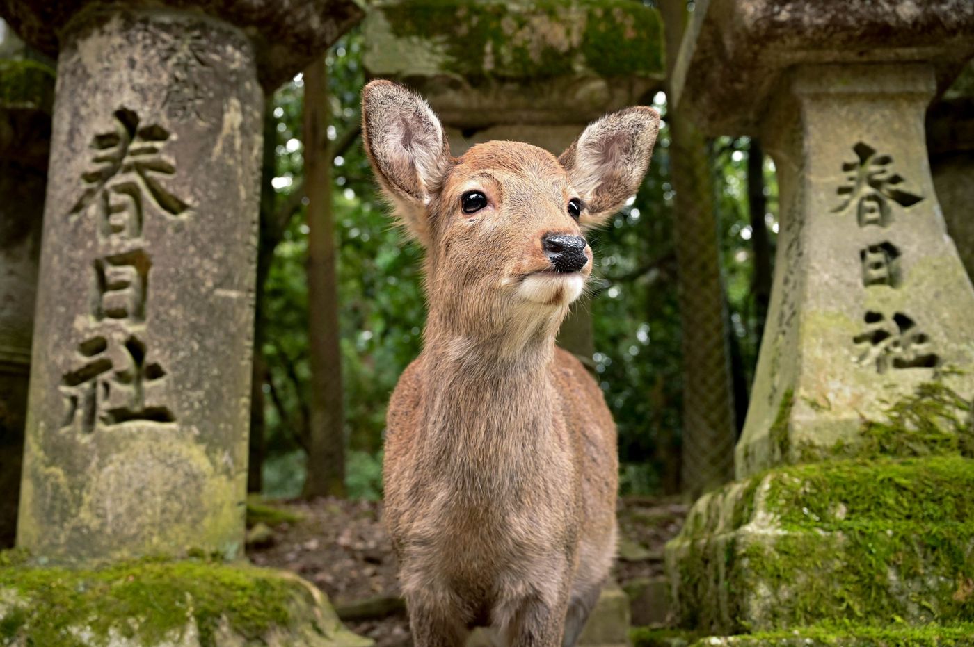 Nara Park’s first baby deer of the year has been born, is totally ...