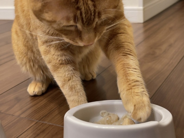 Sukiyaki, soba, oden, and other Japanese comfort foods…for your pet cat ...