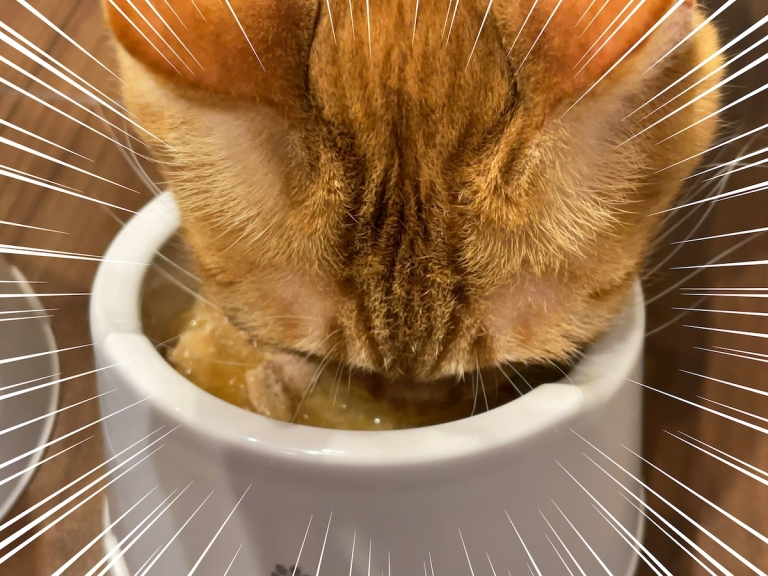 Sukiyaki, soba, oden, and other Japanese comfort foods…for your pet cat ...