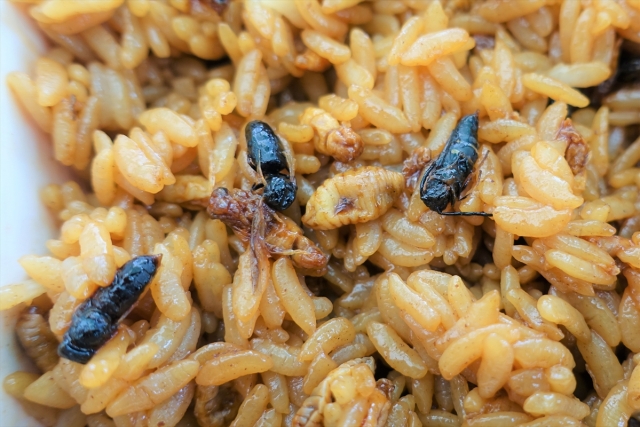 Wasp larvae bento: a traditional delicacy in the Japanese mountains ...