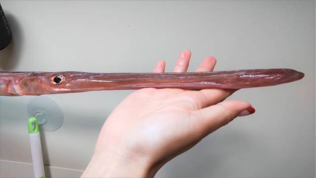 We find what looks like an alien species at a fish market so of course ...