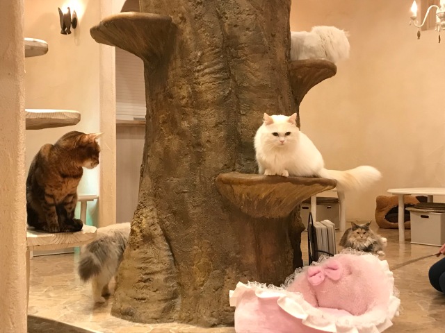 Japanese cat cafe in Tokyo is a Ghibli-esque village run by felines in ...
