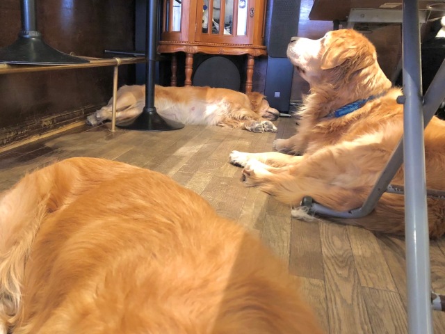 The Japanese dog cafe that isn’t technically a dog cafe | SoraNews24 ...