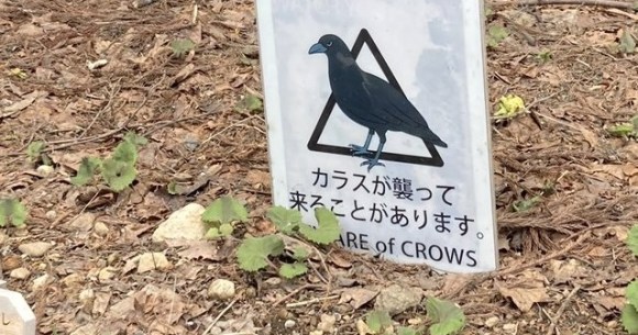 Japan’s most convincing “beware of crows” sign spotted | SoraNews24 ...