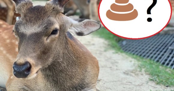 Why isn’t there more deer poo in Nara Park? This very strange museum ...