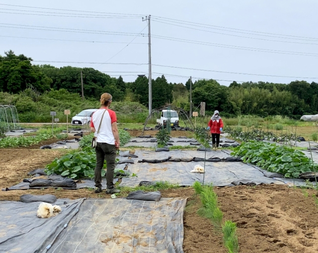 The unstaffed vegetable stand in Japan where you pick your produce ...