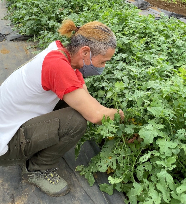 The unstaffed vegetable stand in Japan where you pick your produce ...
