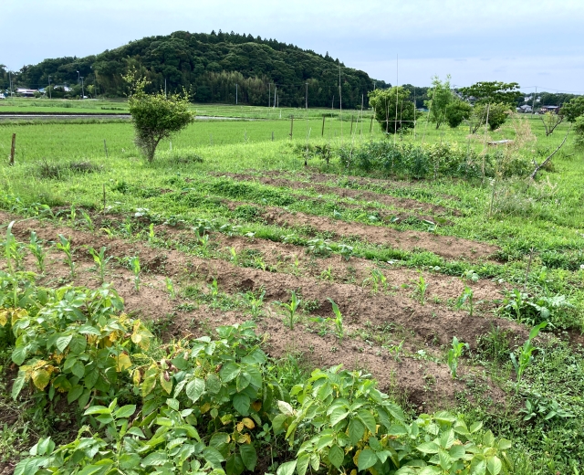The unstaffed vegetable stand in Japan where you pick your produce ...