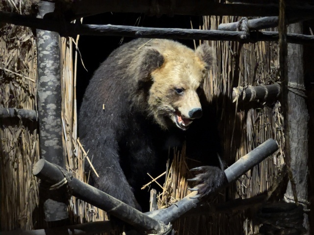 Site of the worst bear attack in Japanese history is a chilling place ...