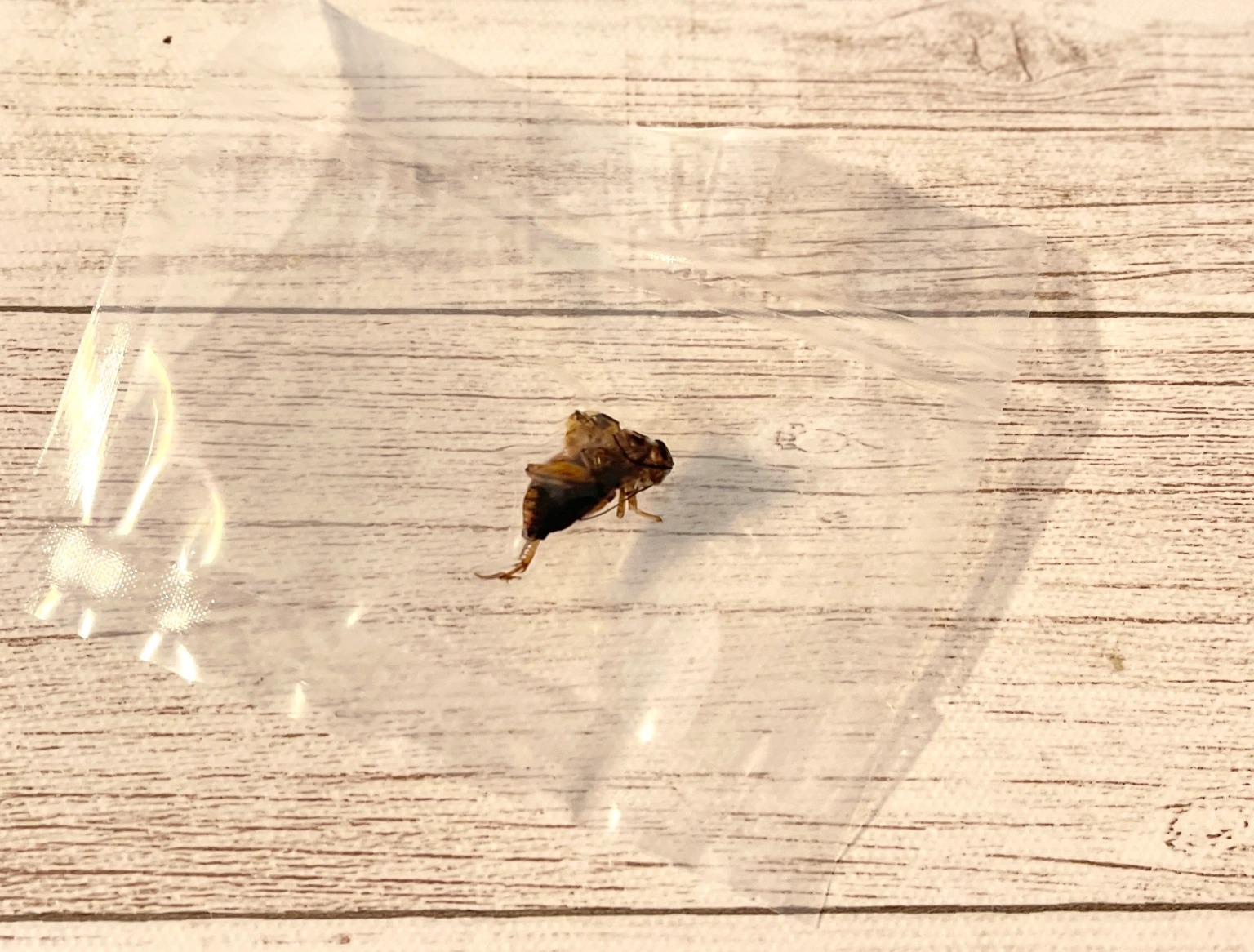 Waiter, there’re 100 crickets in my soup! We try make-it-yourself ...