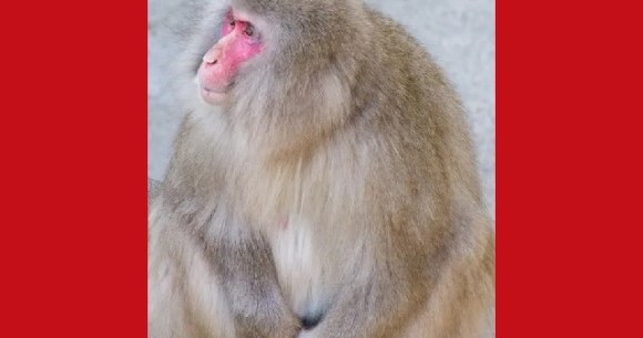 Japanese monkey-hunting team shoots woman with tranquilizer dart ...