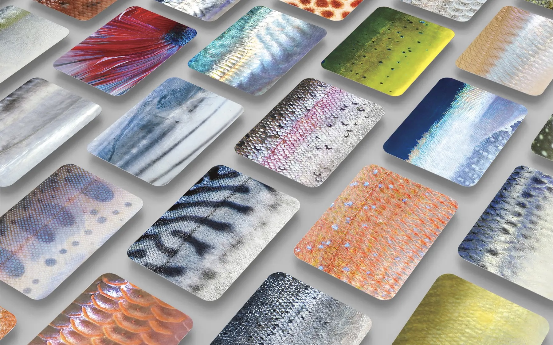 New Japanese card game teaches us the different patterns and textures ...