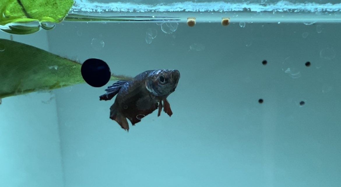 Japanese fish that beat Pokémon video game passes away | SoraNews24 ...