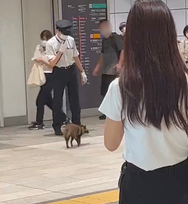 Japanese tanuki heads for the ticket gates at Shinjuku Station in Tokyo ...