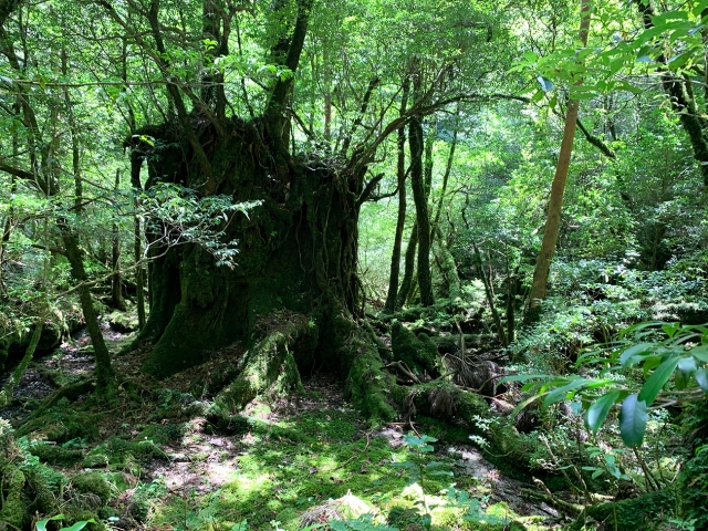 This famous Princess Mononoke scene took almost two years to draw by ...