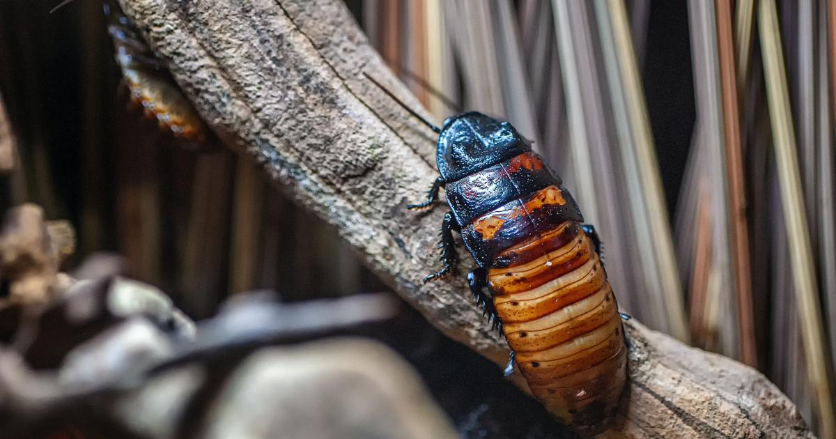 Japanese research institute creates ‘cyborg cockroaches’ to help save ...