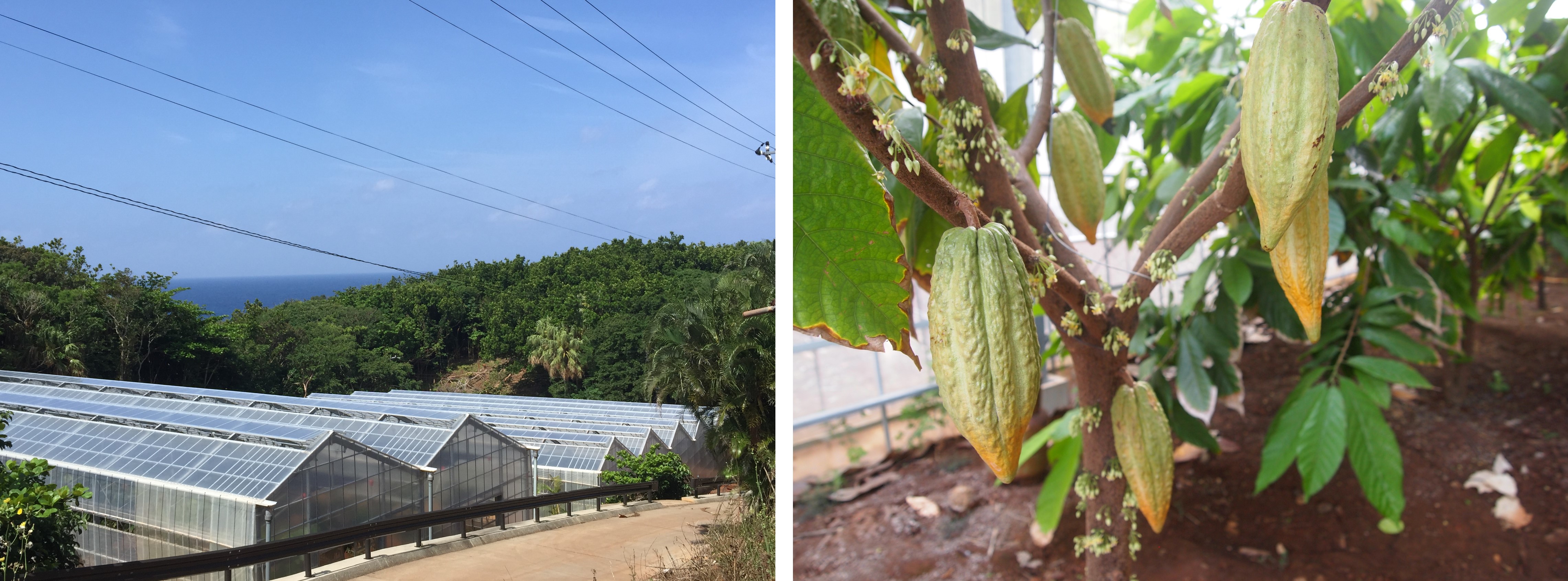 New Japanese KitKat uses cacao grown in Tokyo | SoraNews24 -Japan News-