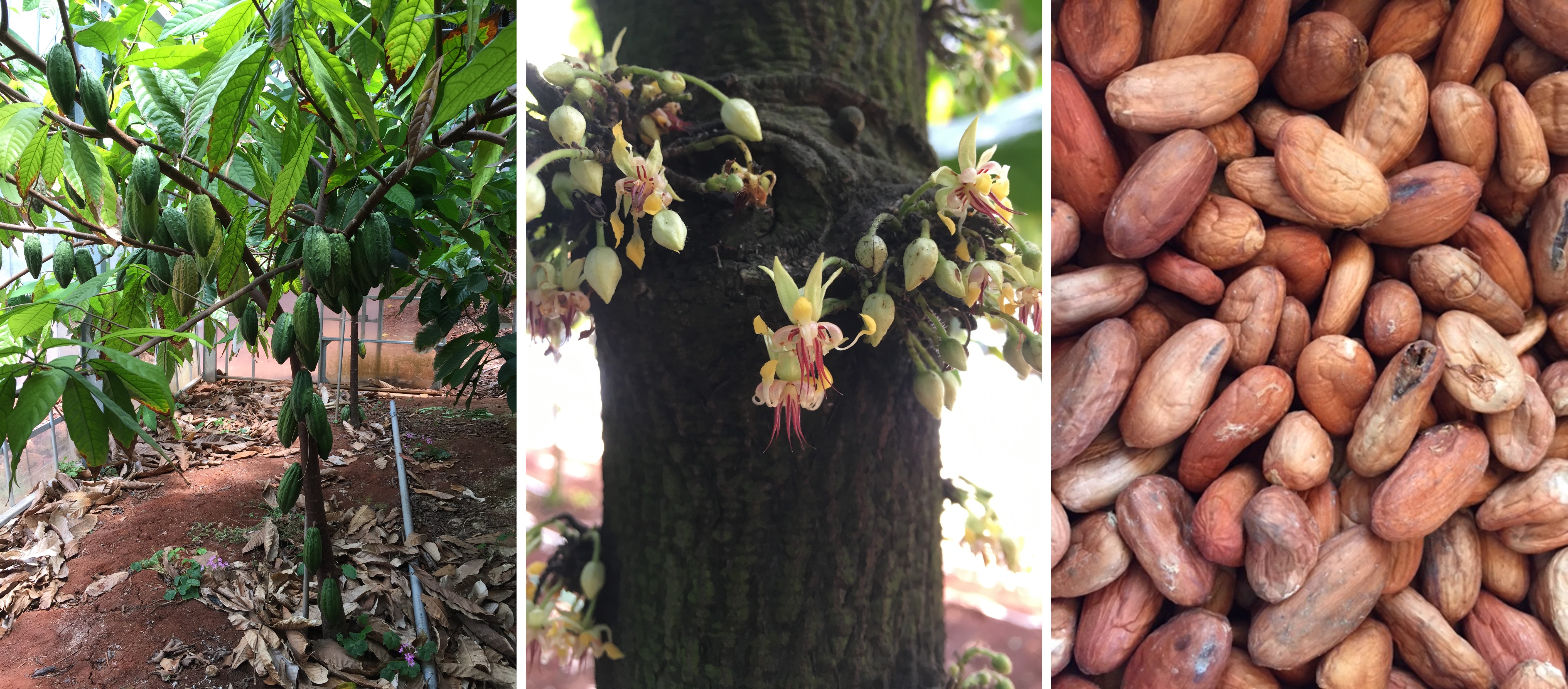 New Japanese KitKat uses cacao grown in Tokyo | SoraNews24 —Japan News—