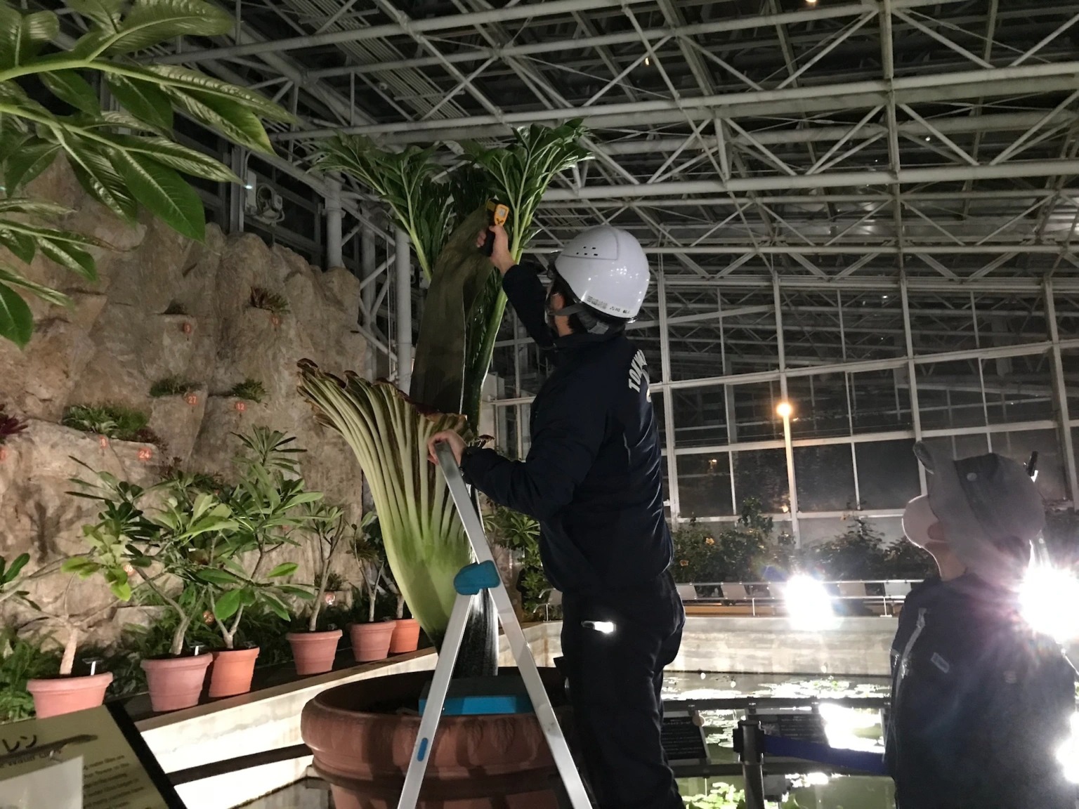 We get a rare whiff of the corpse flower, a.k.a. the world’s stinkiest ...