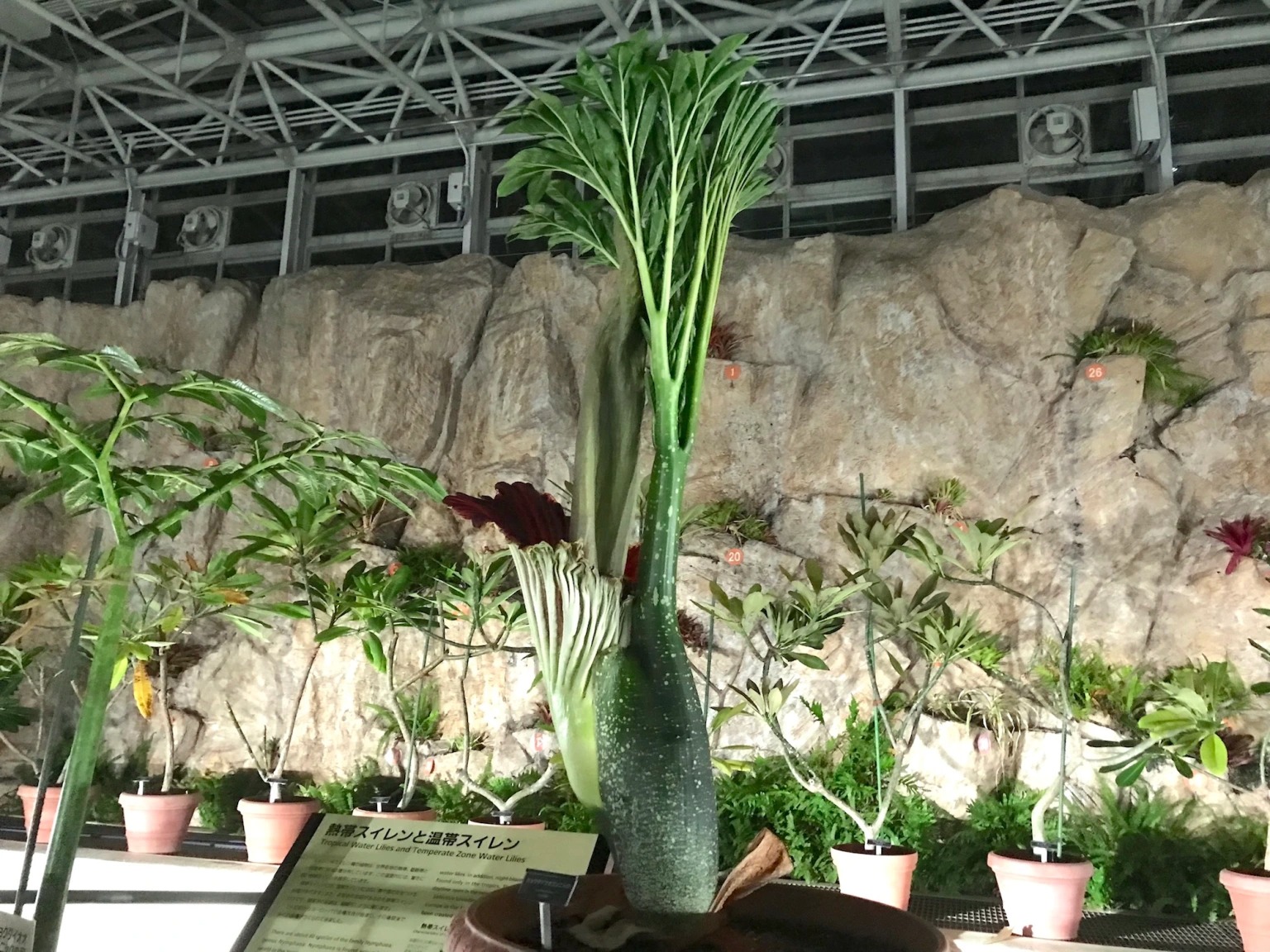 We get a rare whiff of the corpse flower, a.k.a. the world’s stinkiest ...