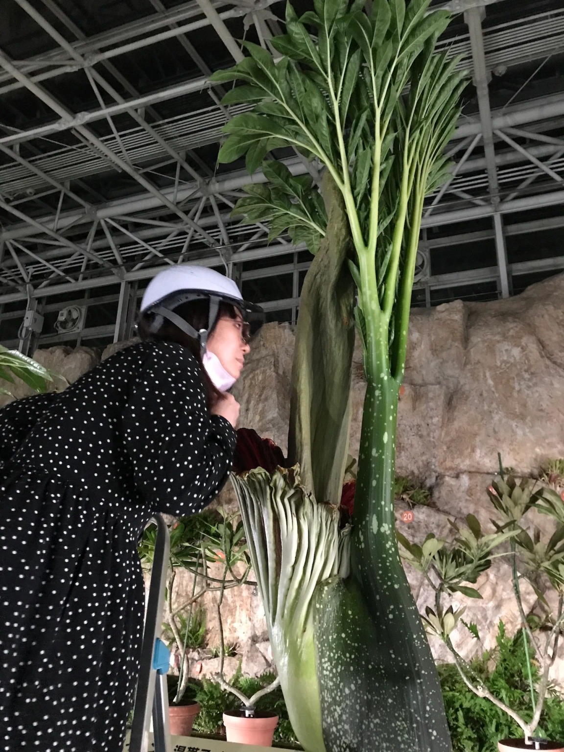 We get a rare whiff of the corpse flower, a.k.a. the world’s stinkiest ...